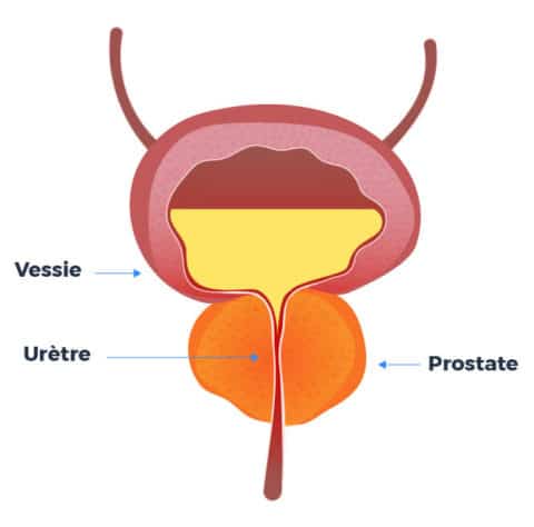 Anatomie, rôle et pathologies de la prostate chez un homme
